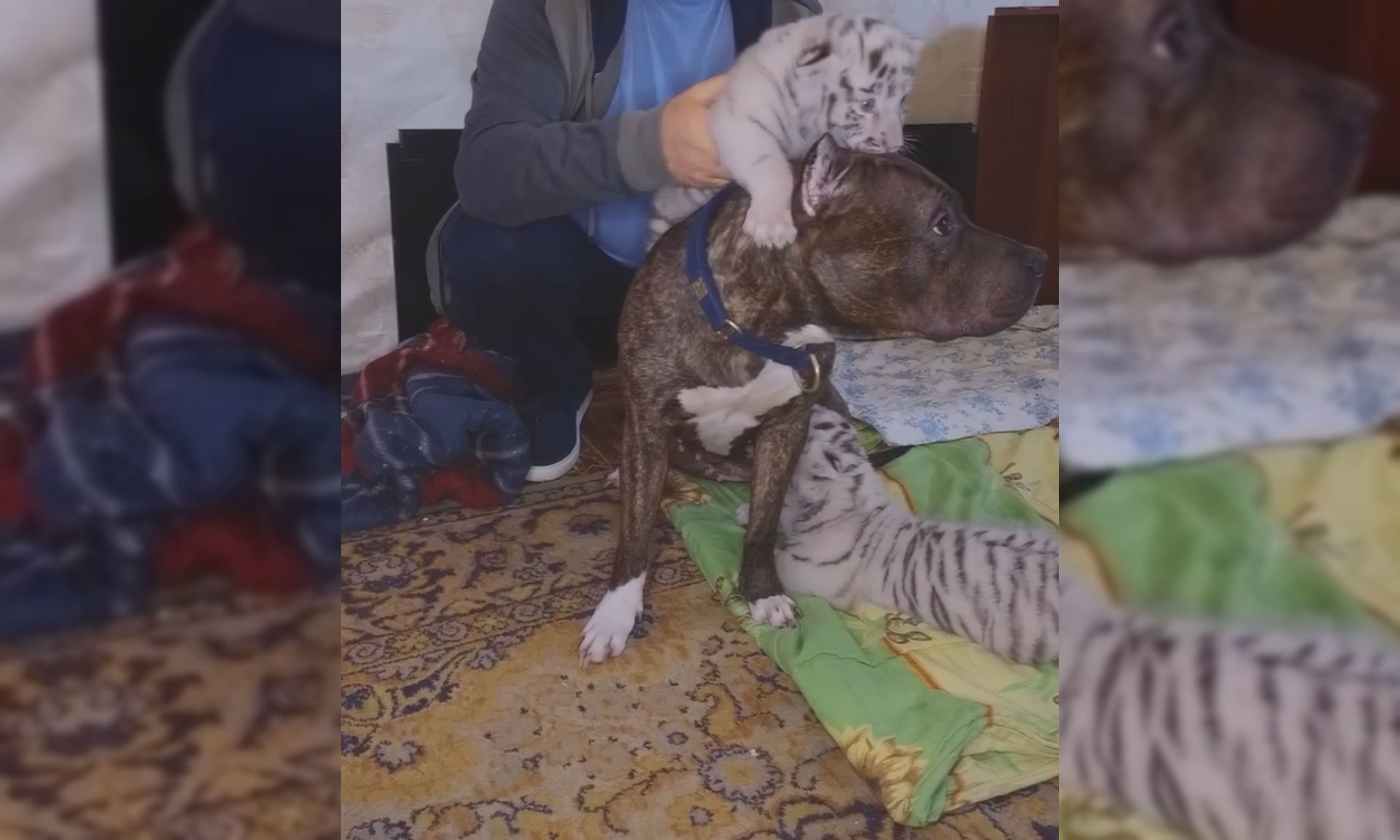 Тигрят усыновила собака в Харькове (видео)