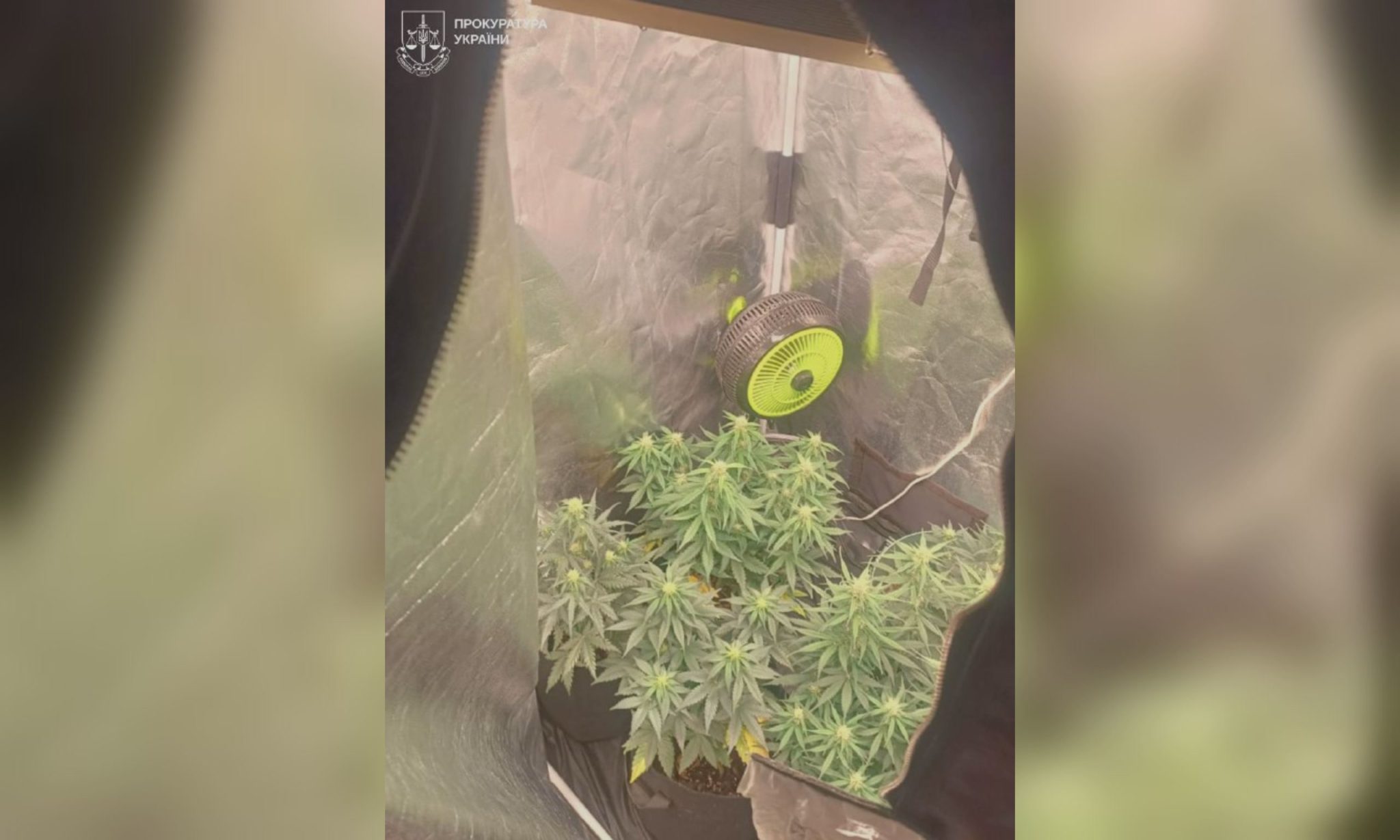 Змайстрував в квартирі теплицю, щоб вирощувати коноплі: харків’янин – у ...